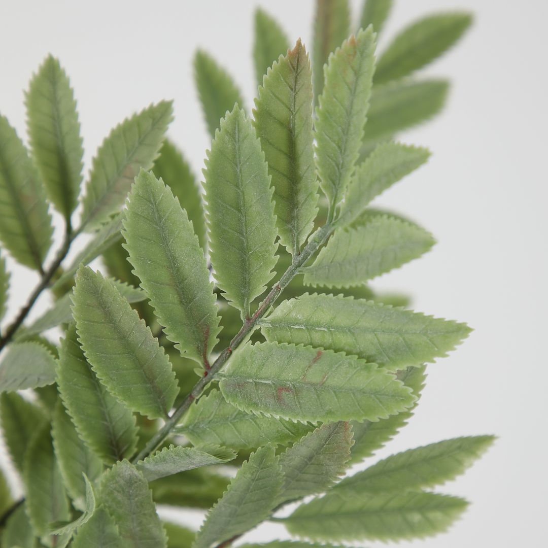 Maiden Hair Fern Spray – John A Shannon Shop